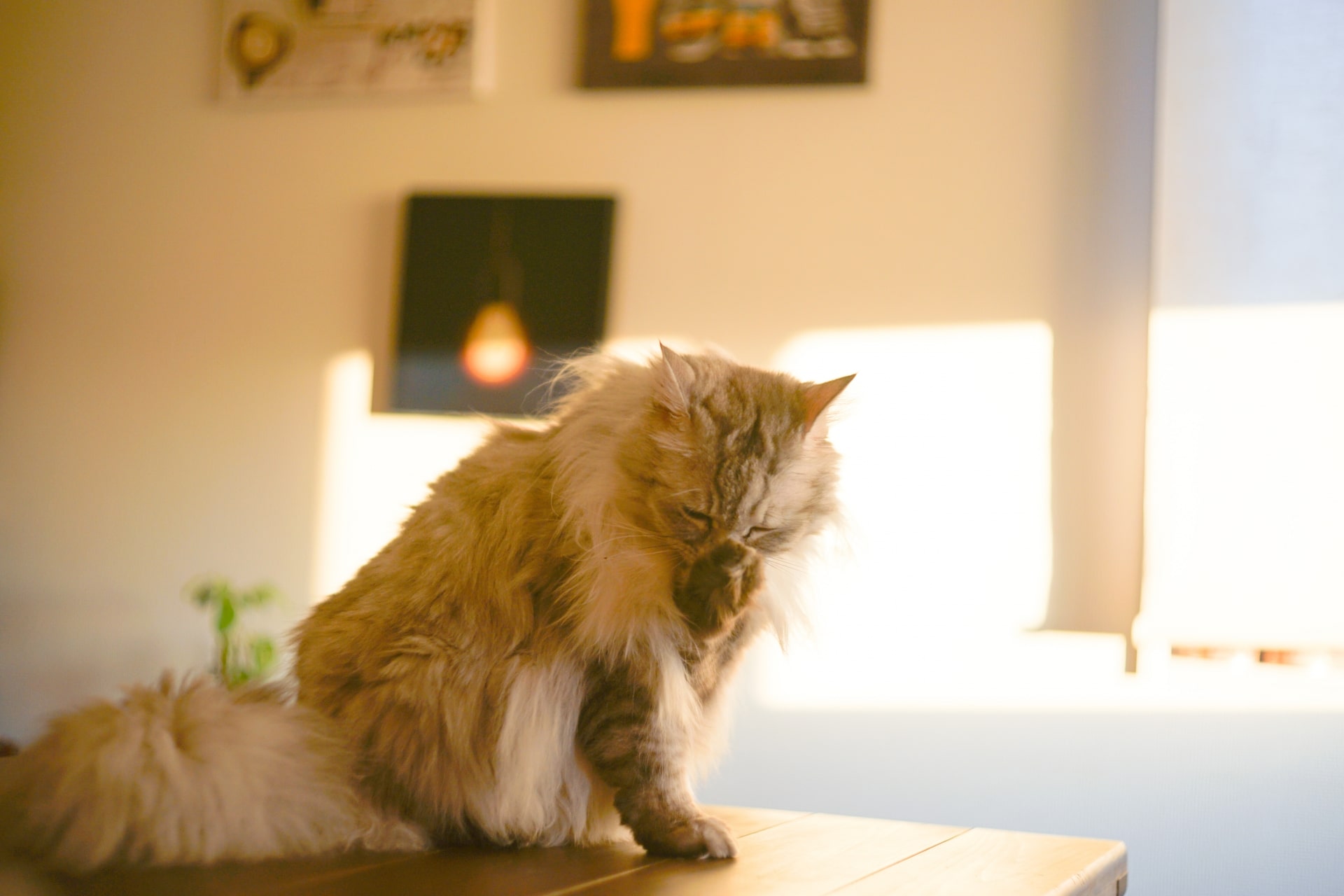 【驚愕】どでかい猫ラガマフィン！その性格や特徴は？家で飼うのは大変？ #131 – IDOG&ICAT