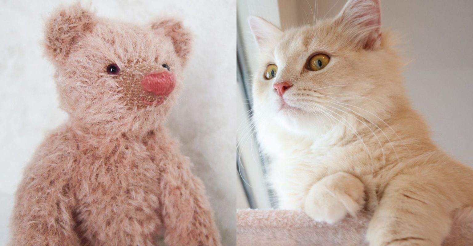 【驚愕】どでかい猫ラガマフィン！その性格や特徴は？家で飼うのは大変？ #131 – IDOG&ICAT