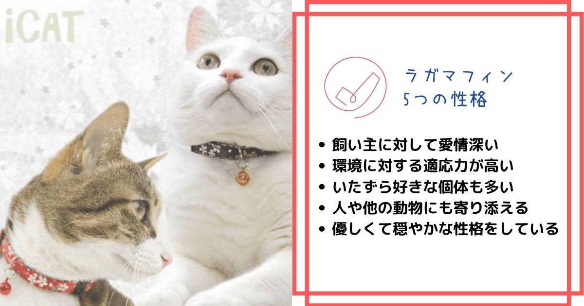 【驚愕】どでかい猫ラガマフィン！その性格や特徴は？家で飼うのは大変？ #131 – IDOG&ICAT