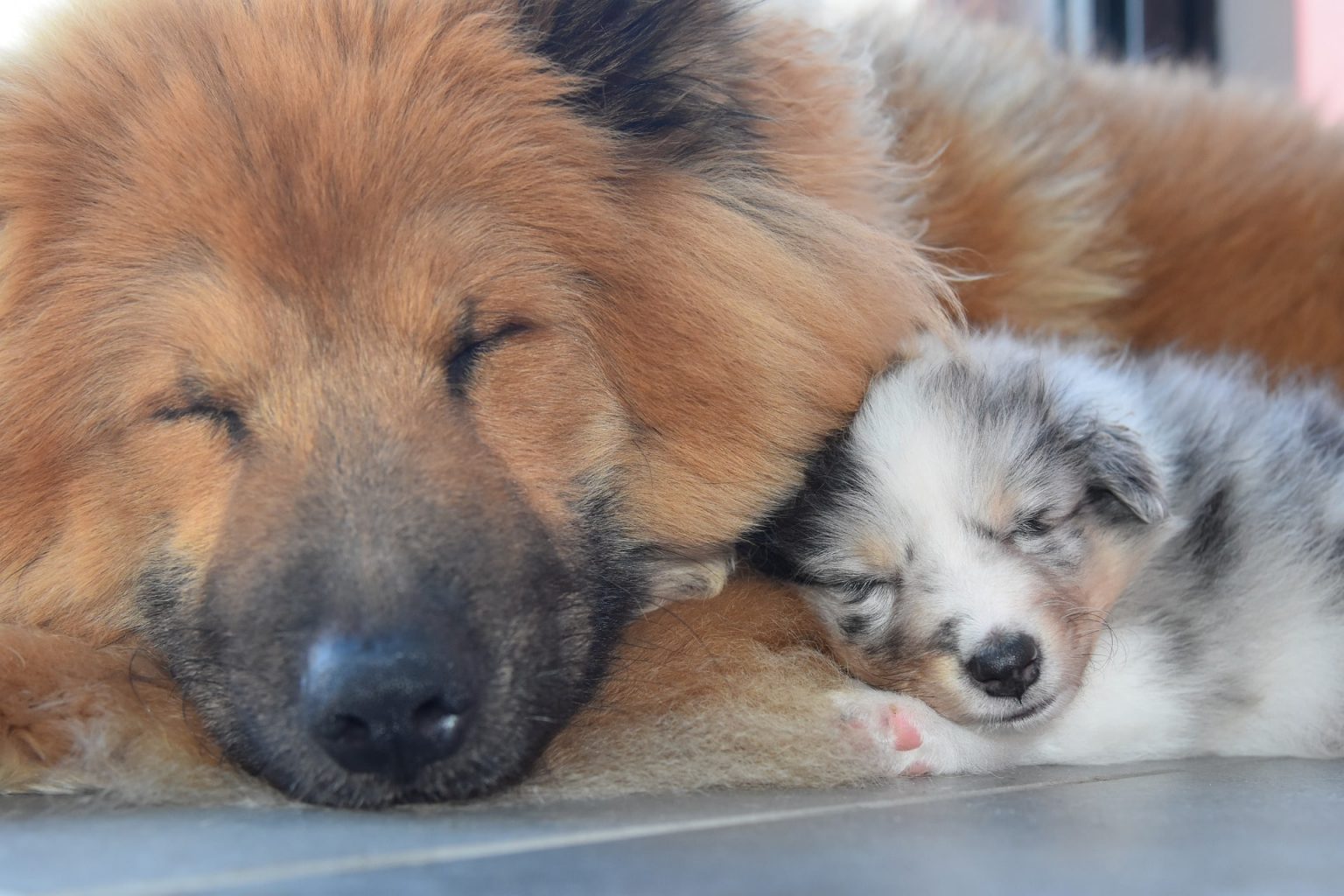 犬が寝る最適な場所はどこ？寝る場所からわかる愛犬の心理も解説！ – IDOG&ICAT