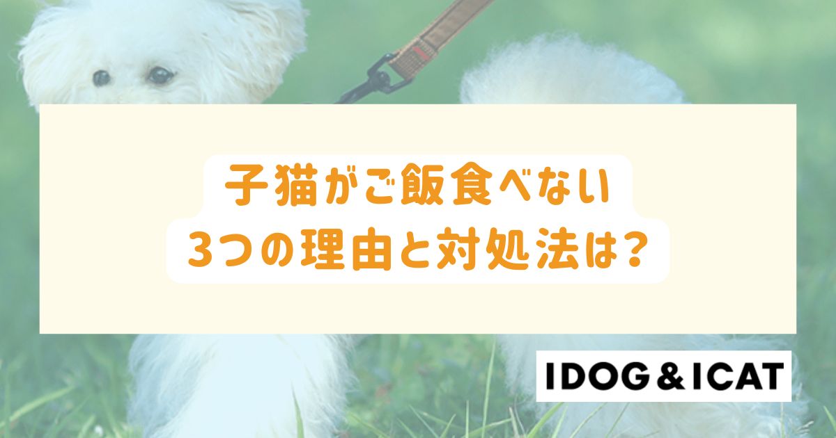 2024年 – IDOG&ICAT