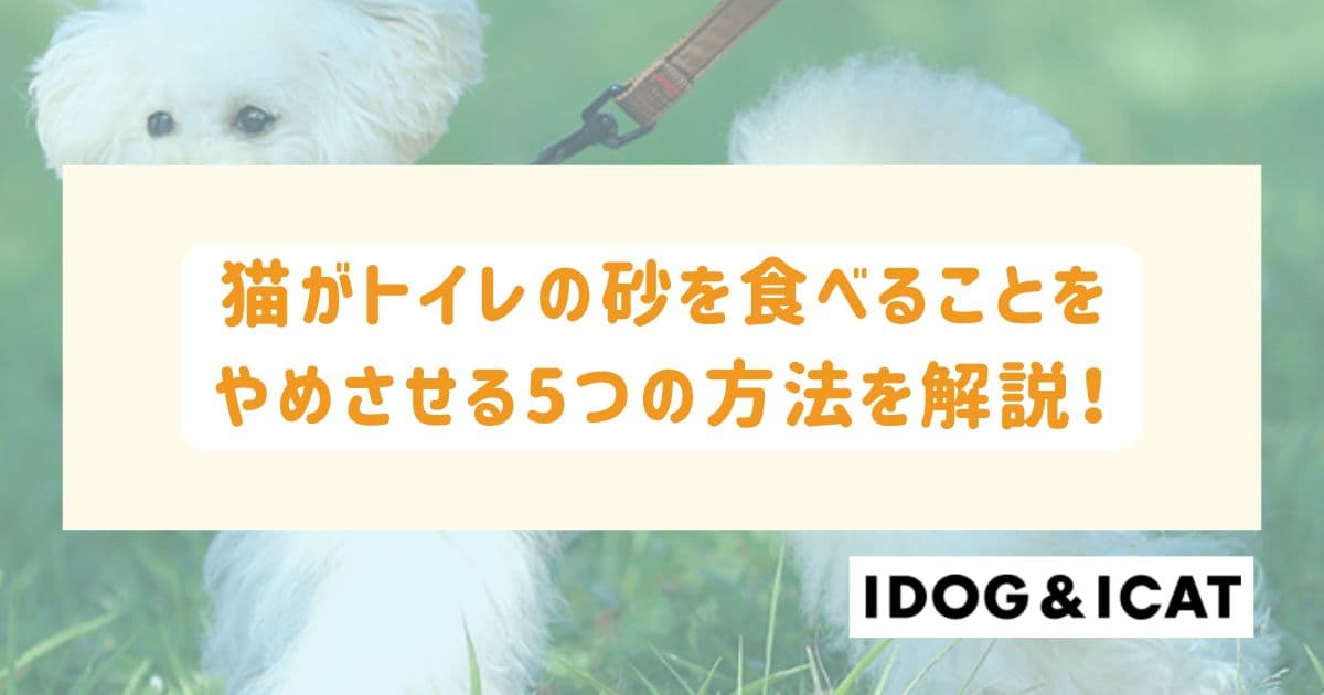 2025年2月 – IDOG&ICAT