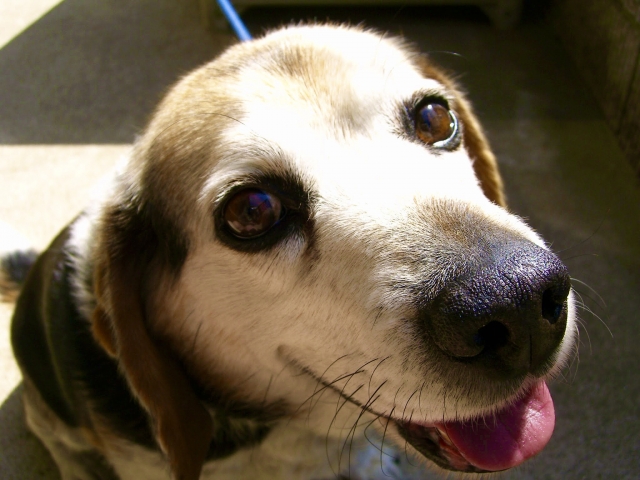 2025年8月 – IDOG&ICAT