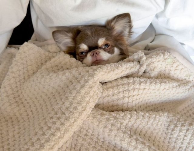 抱っこ中こそ要注意！ 愛犬を冬のトラブルから守る、お出かけ＆お家の防寒ガイド – IDOG&ICAT