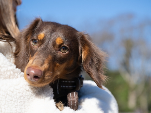 2025年12月 – IDOG&ICAT